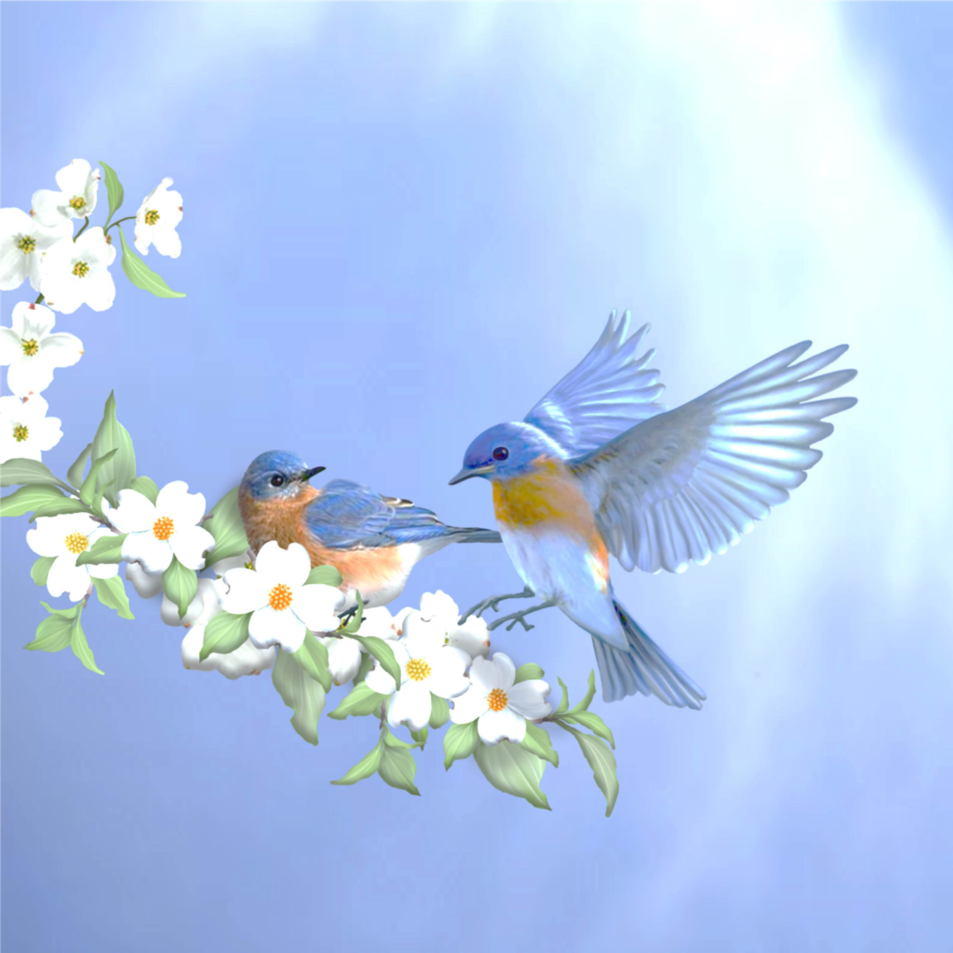 Eastern Bluebird – Avian Note Art